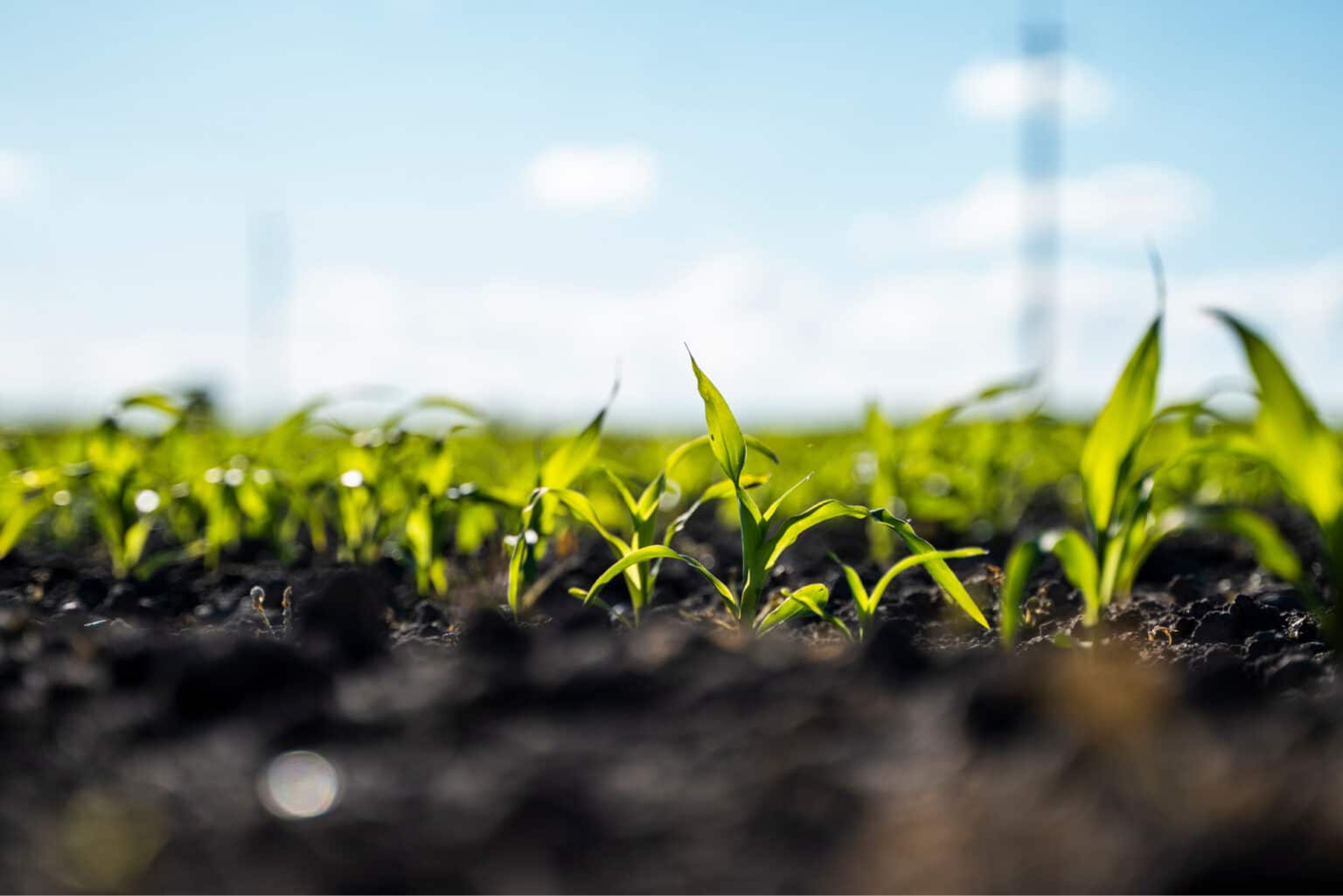 IDENA Sustainable Animal Nutrition | Idena