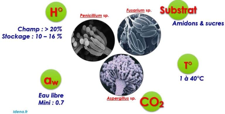 Mycotoxines : un danger visible comme invisible | Idena
