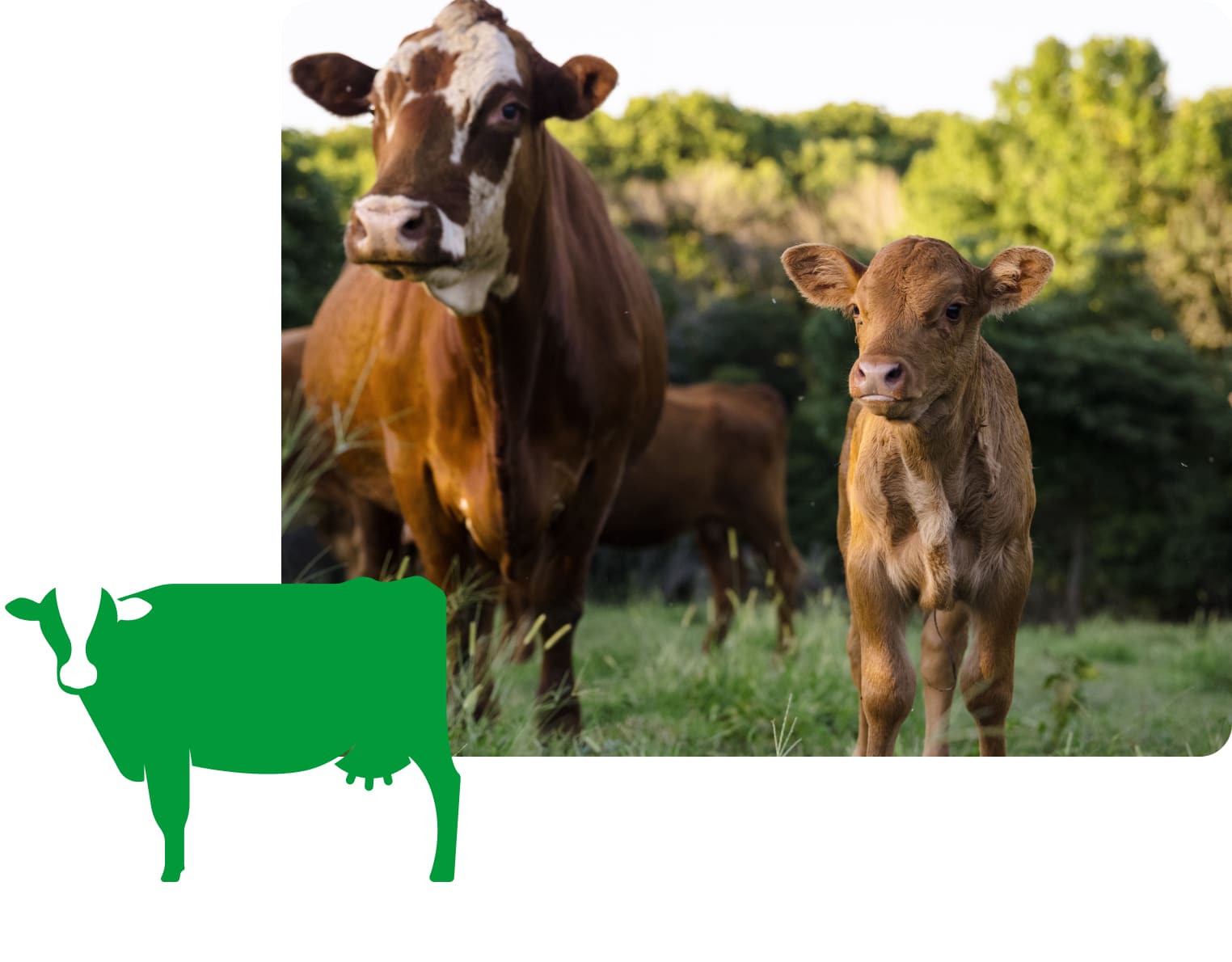 Innovations in Animal Nutrition for Ruminants, Poultry and Pigs | Idena