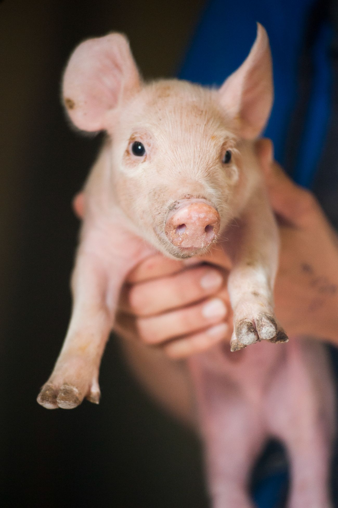 Our Values and Commitments: Animal Nutrition and Innovation | Idena